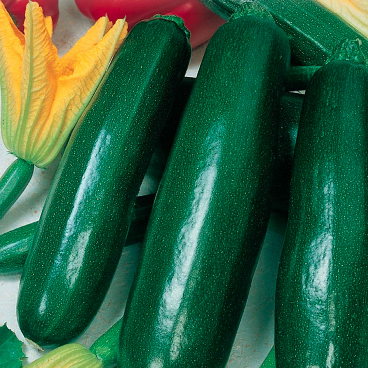 Zucchini Elite Hybride - Hortibeauce